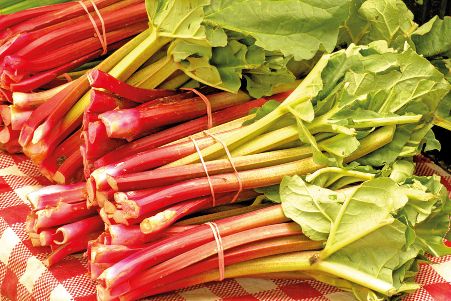 Rhubarb Triangle - Yorkshire Reporter