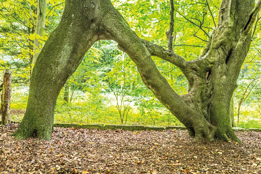 Nellie's Tree - 2018 Winner England's Tree Of The Year - Yorkshire Reporter