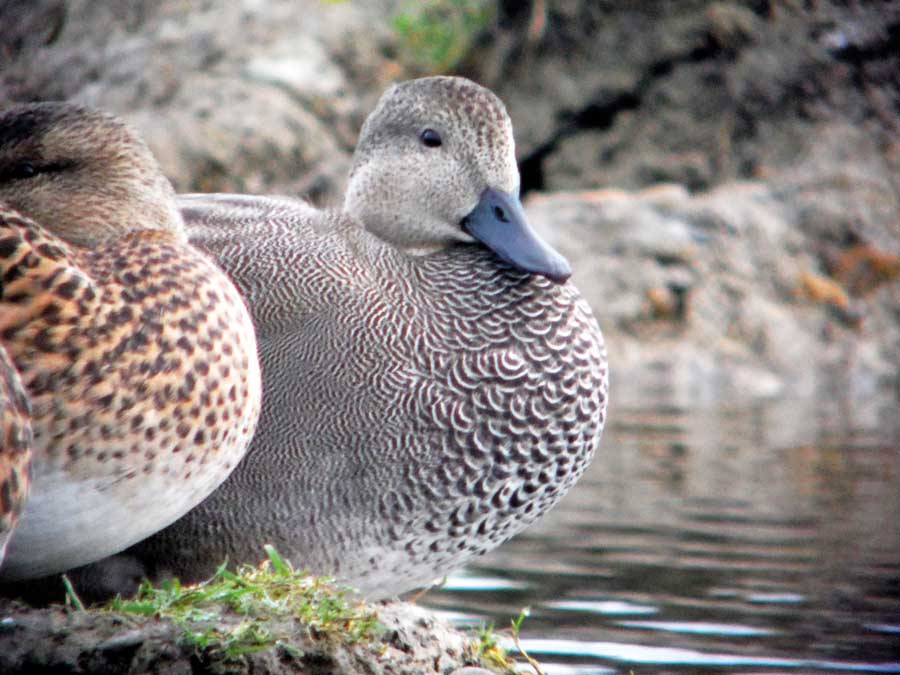 Wildfowl & Vermiculations - Yorkshire Reporter