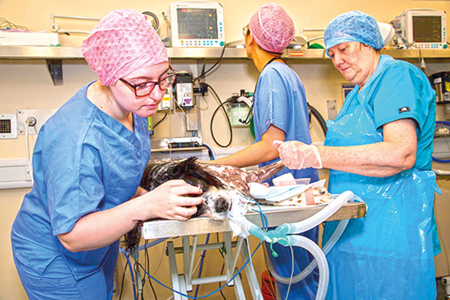 Study Reveals The True Risks Of Anaesthesia In Dogs - Yorkshire Reporter