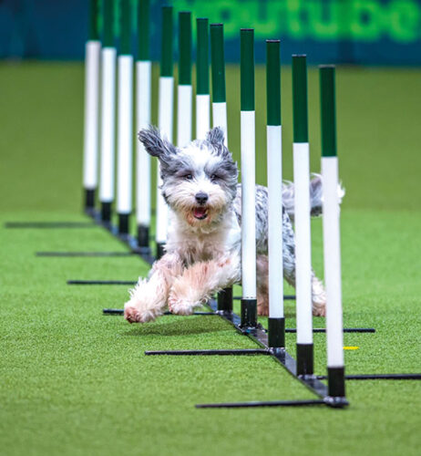 Tickets On Sale Crufts 2023 - Yorkshire Reporter